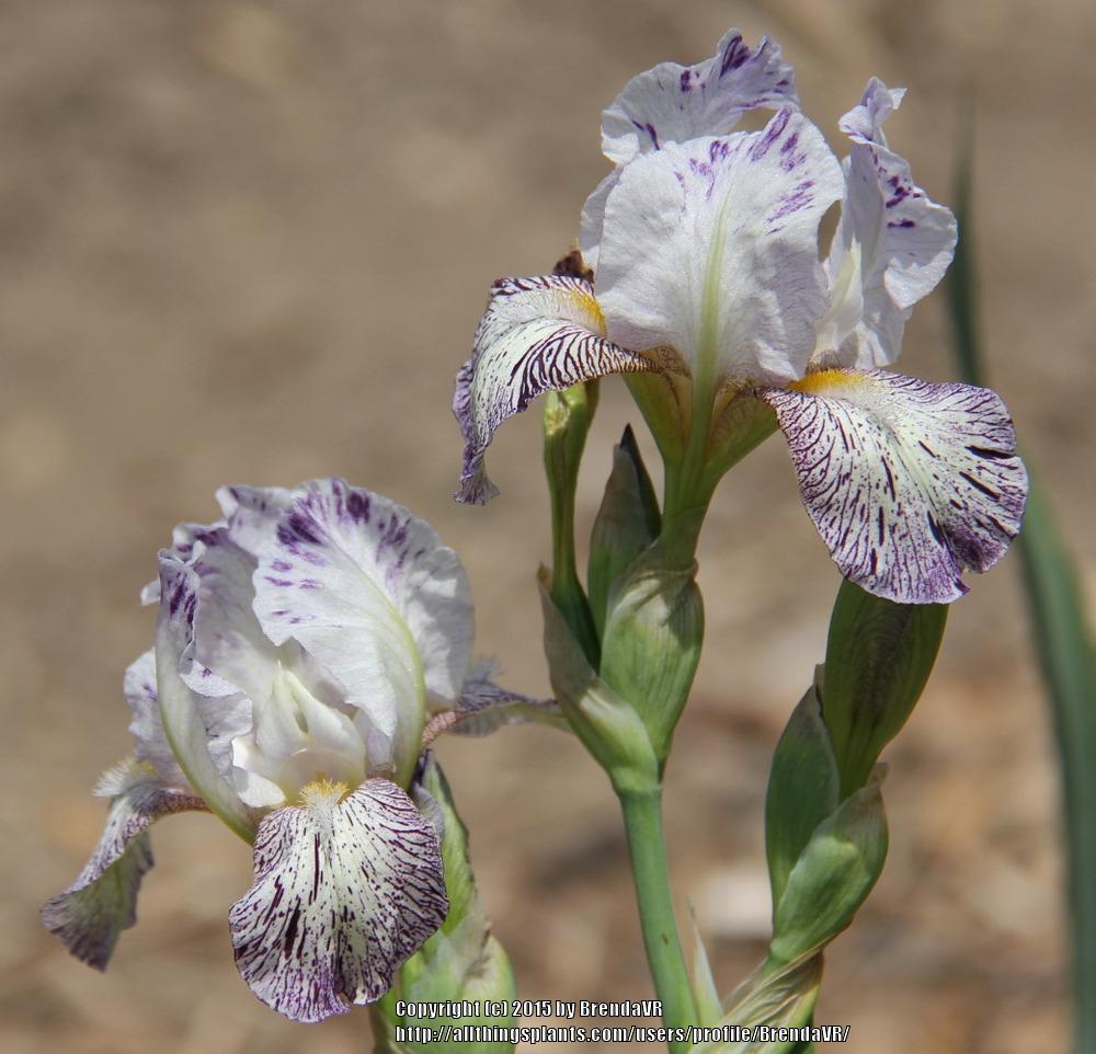 Photo of the bloom of Miniature Tall Bearded Iris (Iris 'Scrambled ...