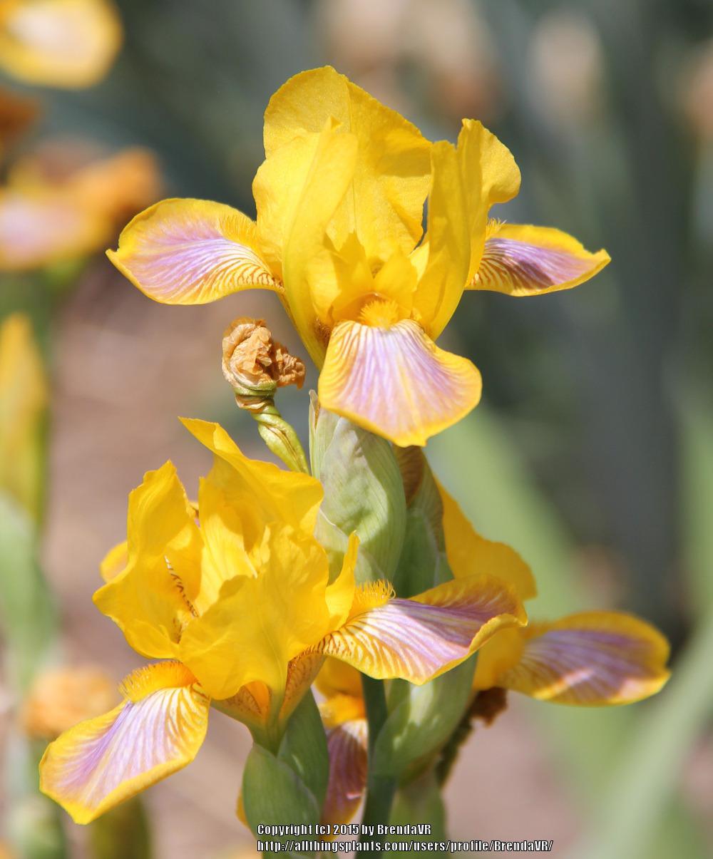 Miniature Tall Bearded Iris (Iris 'Madam President') in the Irises ...