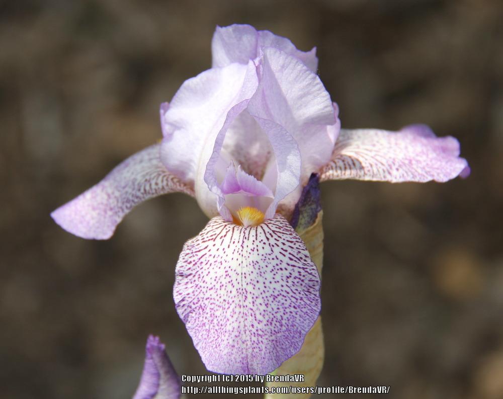 Miniature Tall Bearded Iris (Iris 'Speckled Spring') in the Irises ...