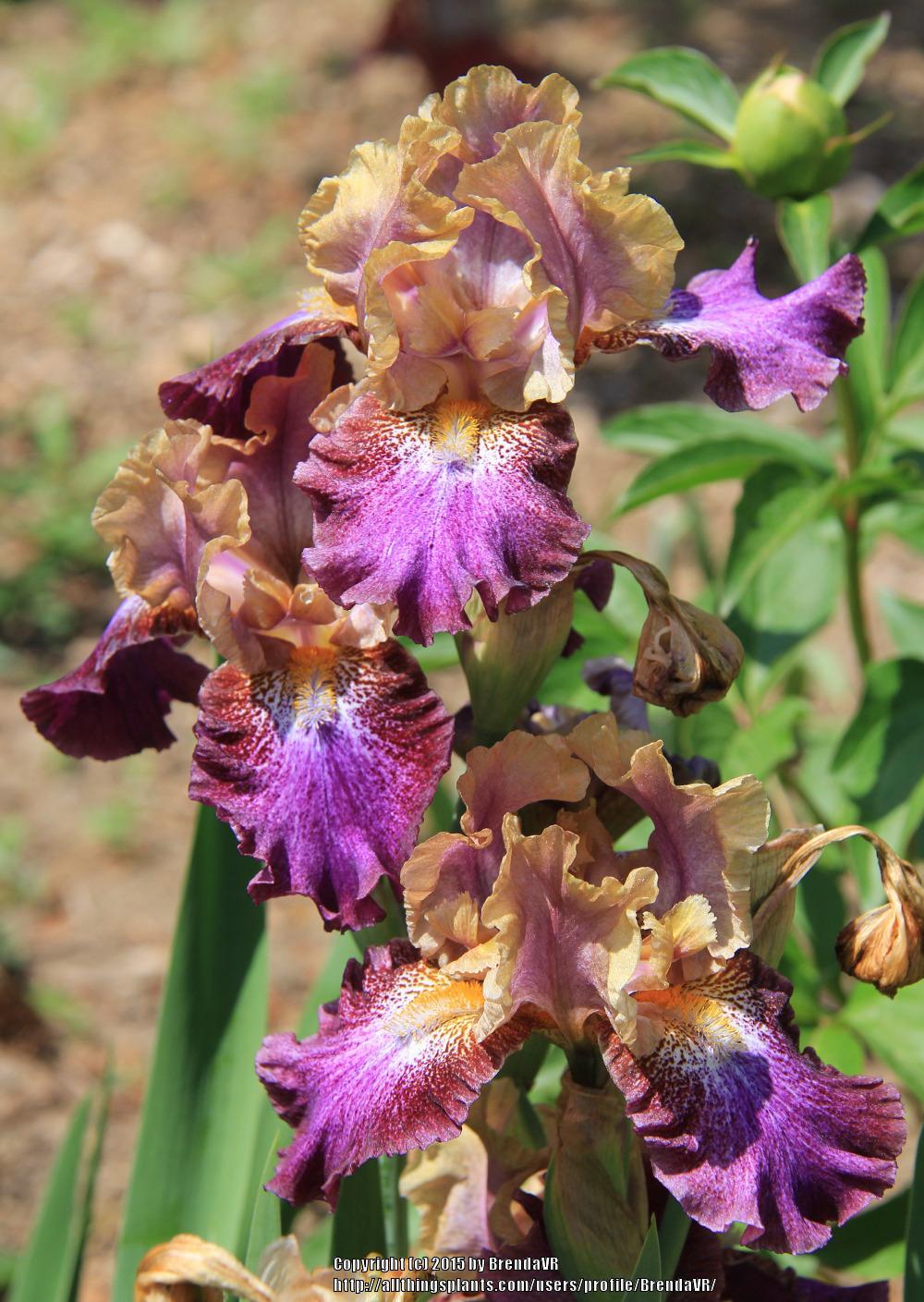Photo of the bloom of Intermediate Bearded Iris (Iris 'Fanciful Whimsy ...
