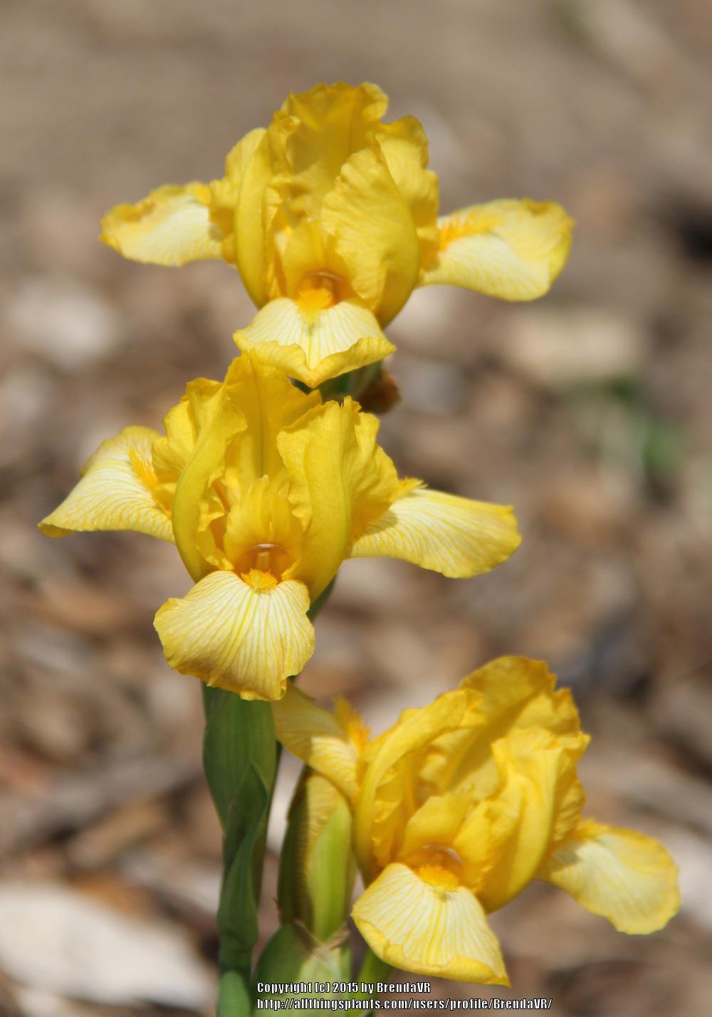 Miniature Tall Bearded Iris (Iris 'Fashionably Gold') in the Irises ...