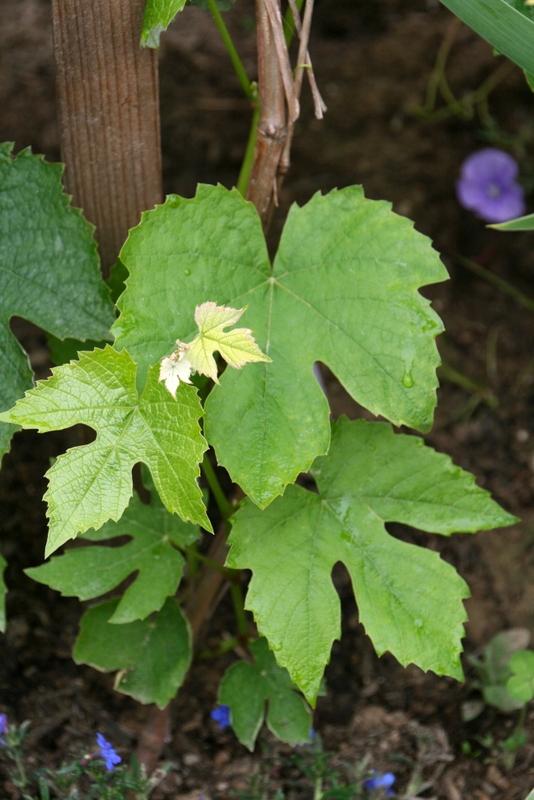 Photo of the leaves of Fox Grape (Vitis labrusca 'Marquis') posted by ...