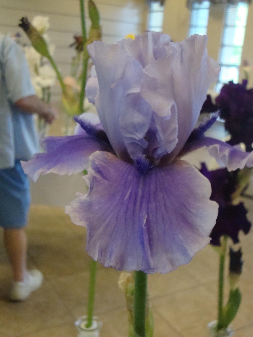 Tall Bearded Iris (Iris 'Captain Hook') in the Irises Database - Garden.org