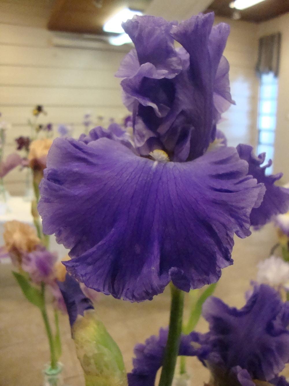 Photo of the bloom of Tall Bearded Iris (Iris 'Open Sea') posted by ...