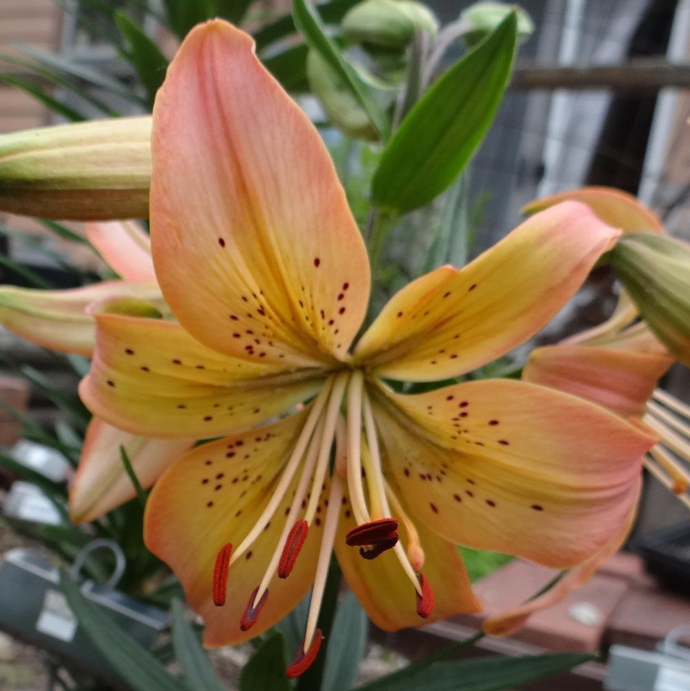 Photo of the bloom of Lily (Lilium 'Linda May') posted by stilldew ...