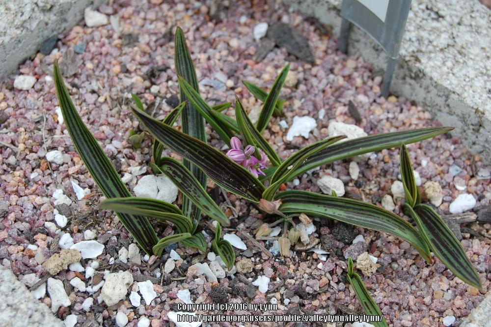 Photo of the entire plant of Cooper's Ledebouria (Ledebouria cooperi ...