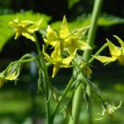 Tomato (Solanum lycopersicum 'Black Cherry') in the Tomatoes Database ...