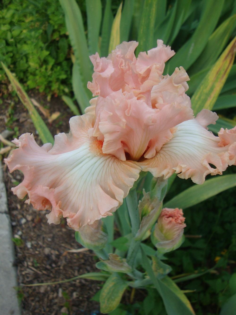Photo of the bloom of Tall Bearded Iris (Iris 'Kitty Kay') posted by ...