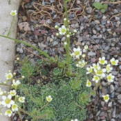 Photo of the bloom of Silver Saxifrage (Saxifraga paniculata) posted by ...