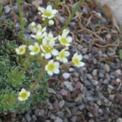 Photo of the bloom of Silver Saxifrage (Saxifraga paniculata) posted by ...