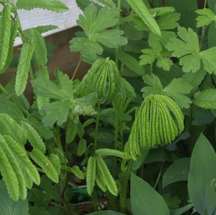 Photo of the leaves of Japanese Burnet (Poterium tenuifolium 'Purpurea ...