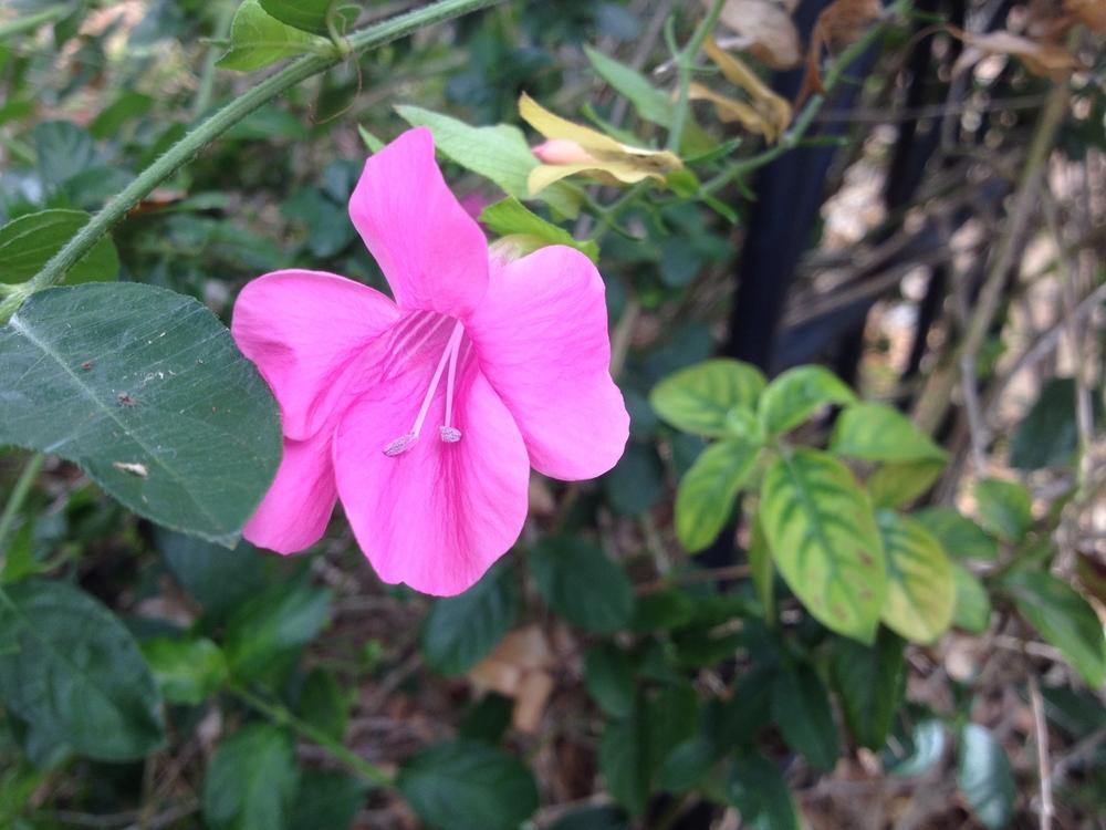 Red Barleria (Barleria repens 'Rosea') - Garden.org