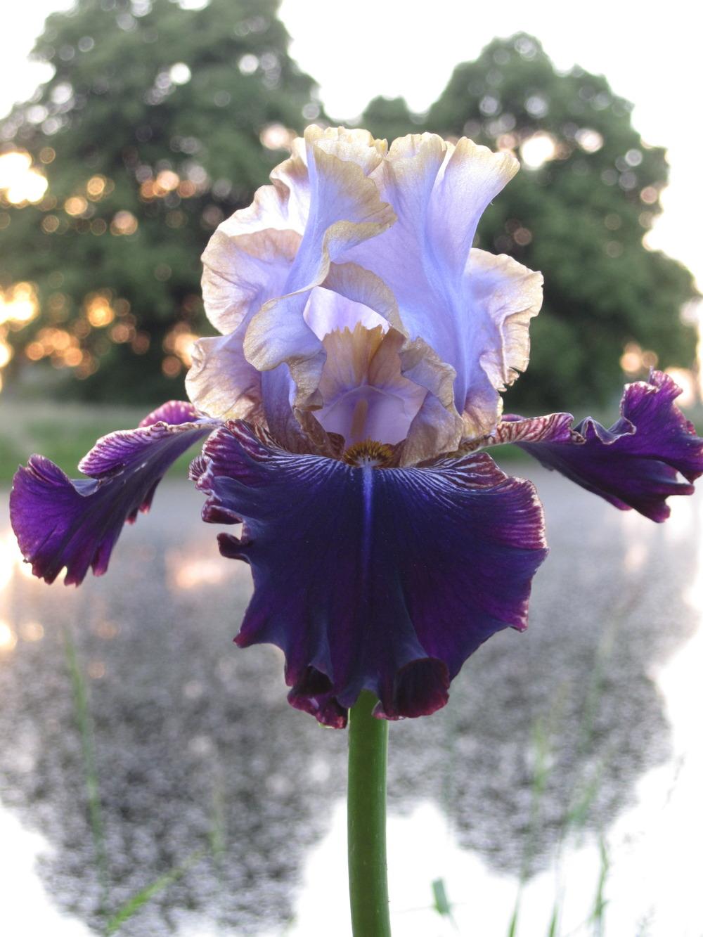 Photo of the bloom of Tall Bearded Iris (Iris 'Divided Mist') posted by ...