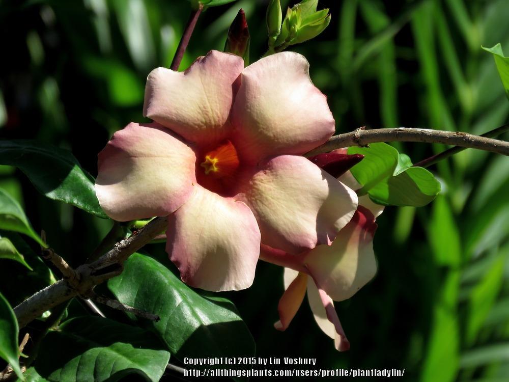 Photo of the bloom of Allamanda (Allamanda cathartica 'Chocolate Cream ...