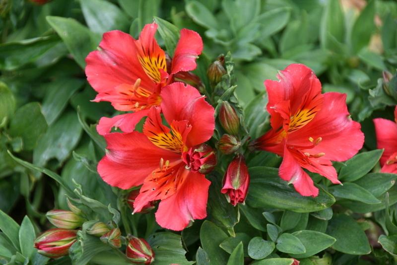Photo of the bloom of Peruvian Lily (Alstroemeria Princess Lilies ...
