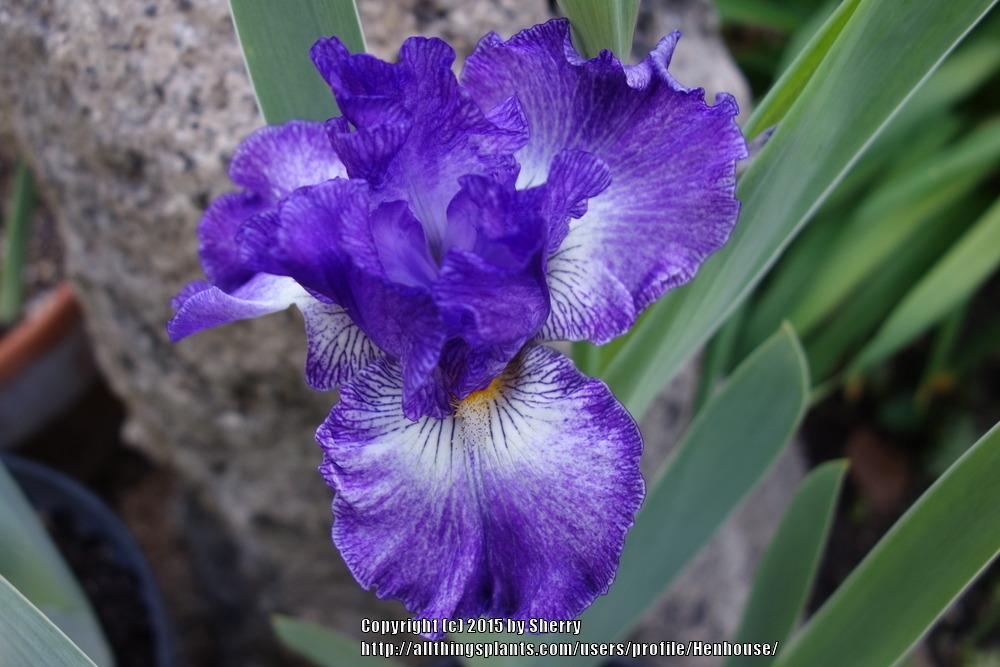 Photo of the bloom of Tall Bearded Iris (Iris 'Light and Shadow ...