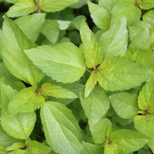 Virginia Copperleaf (Acalypha virginica) - Garden.org
