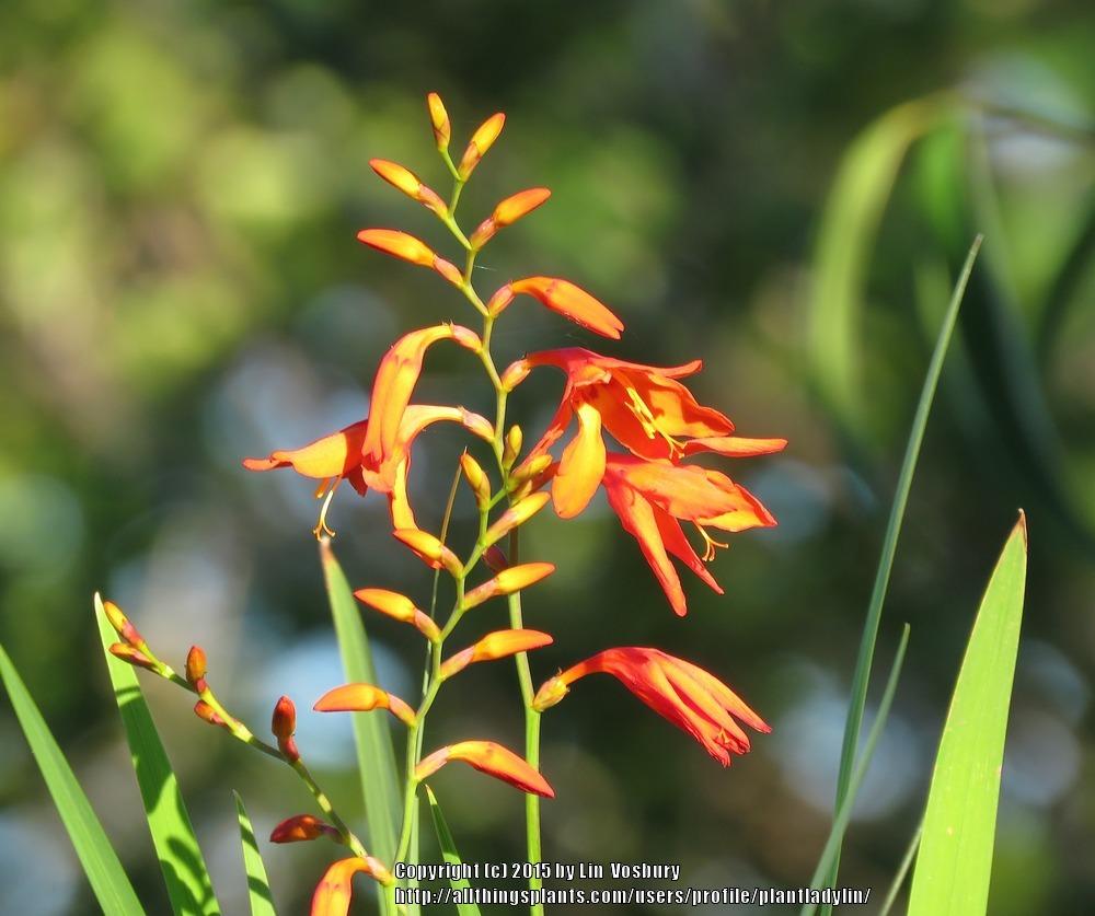 Crocosmias: Plant Care and Collection of Varieties - Garden.org