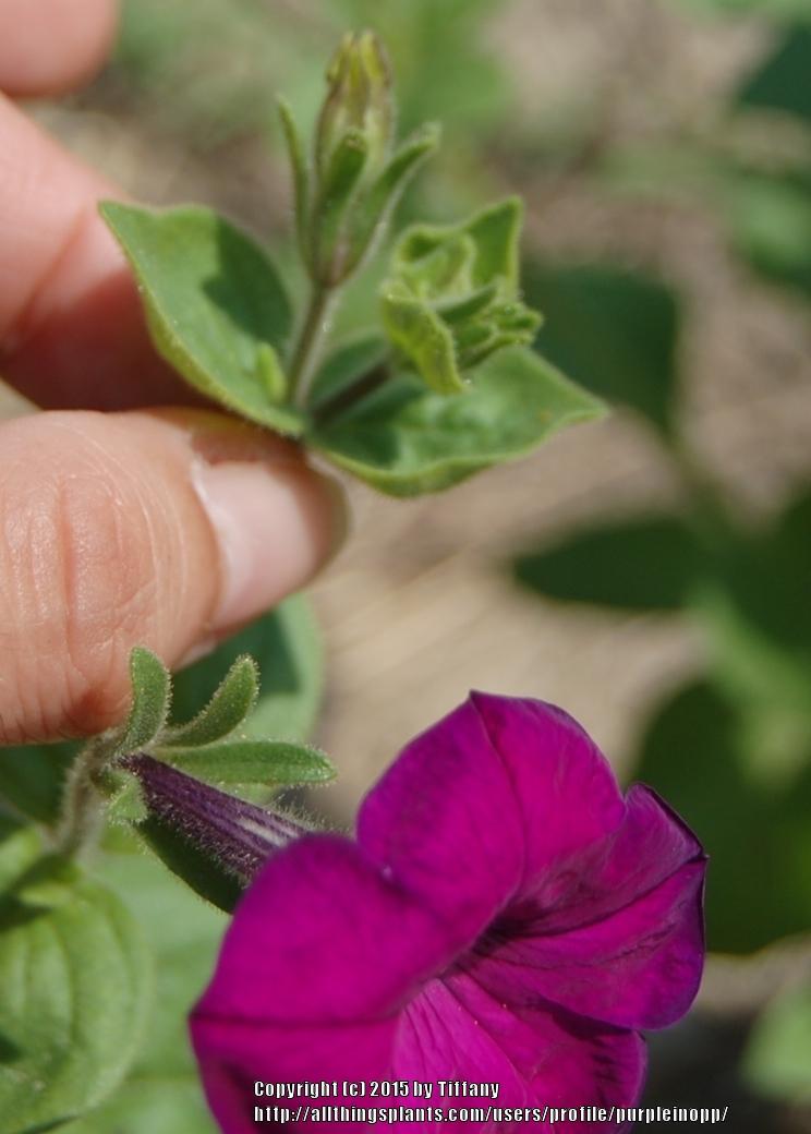 Photo of the closeup of buds, sepals and receptacles of Wild Petunia ...