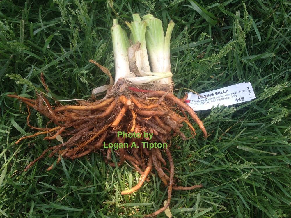 Photo of the roots of Daylily (Hemerocallis 'Lilting Belle') posted by ...