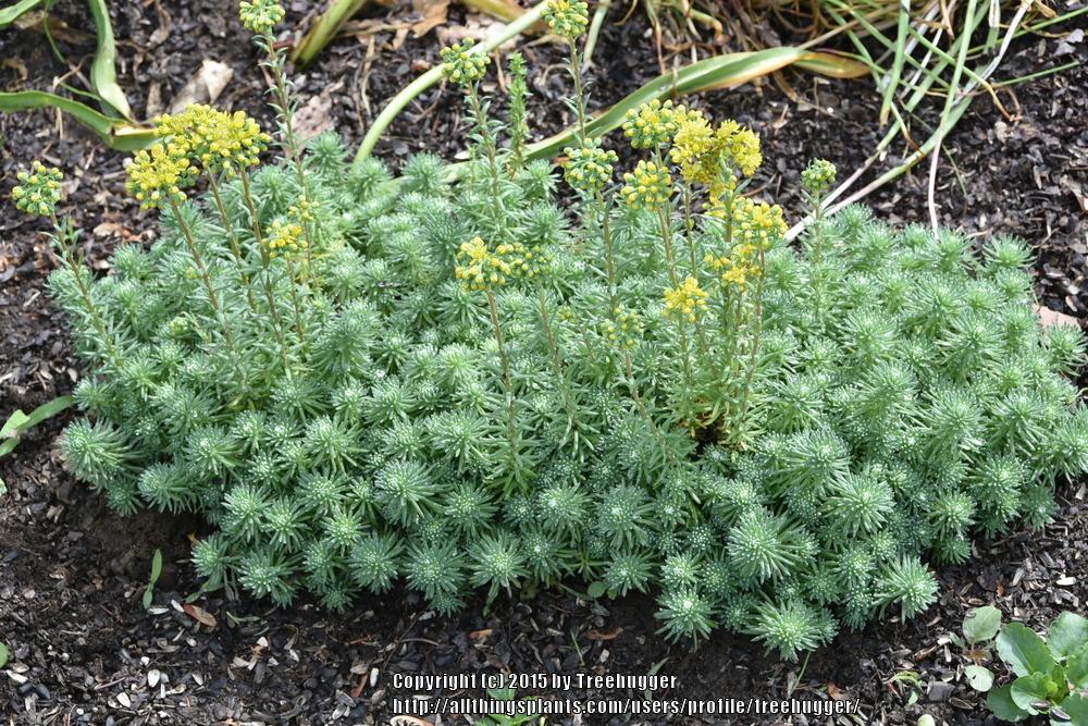 Photo of the entire plant of Sedum (Petrosedum forsterianum 'Oracle ...