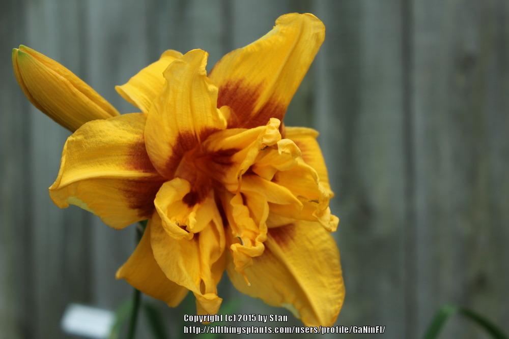 Photo of the bloom of Daylily (Hemerocallis 'Double Bold One') posted by GaNinFl - Garden.org