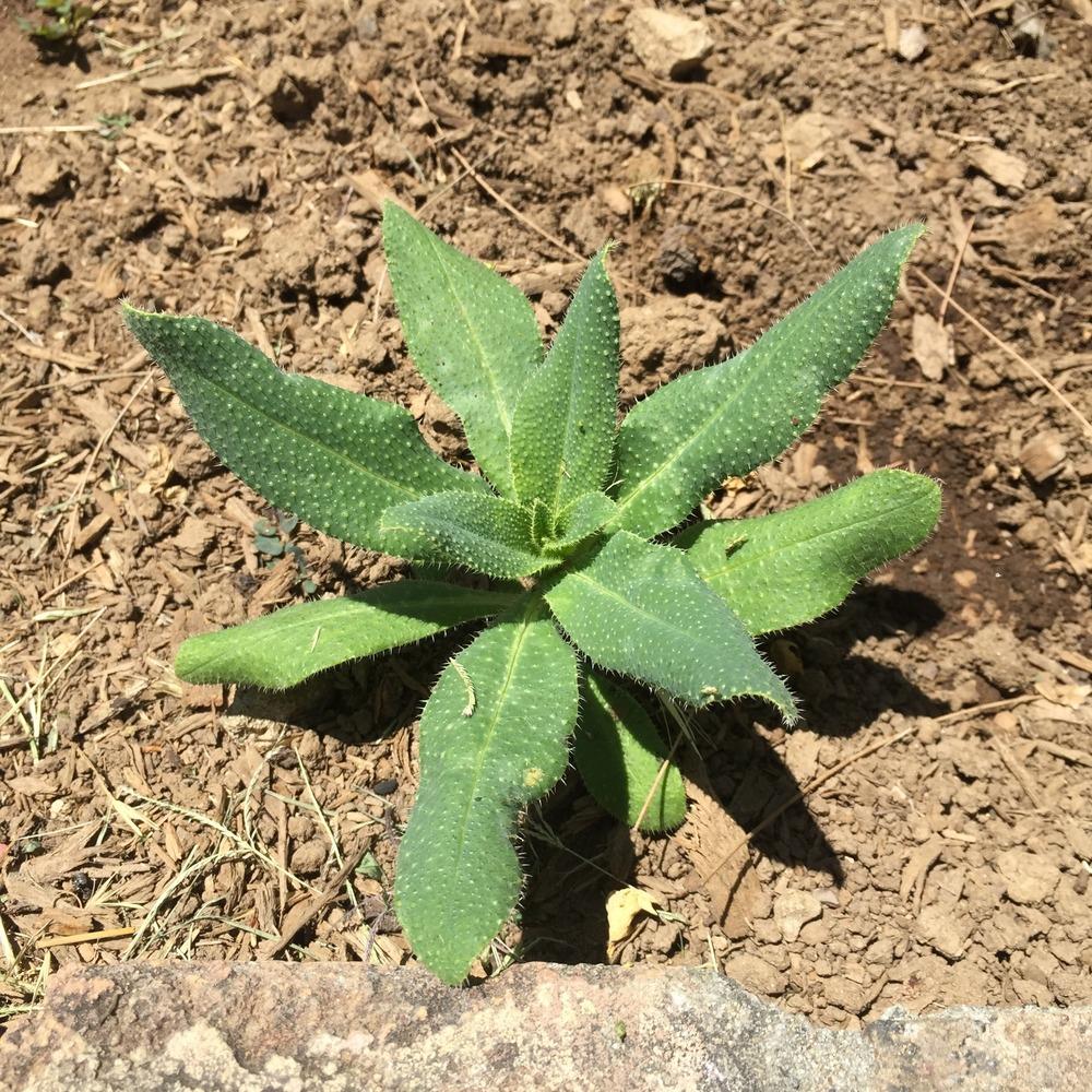 Photo of the emerging growth of Echium (Echium gentianoides) posted by ...