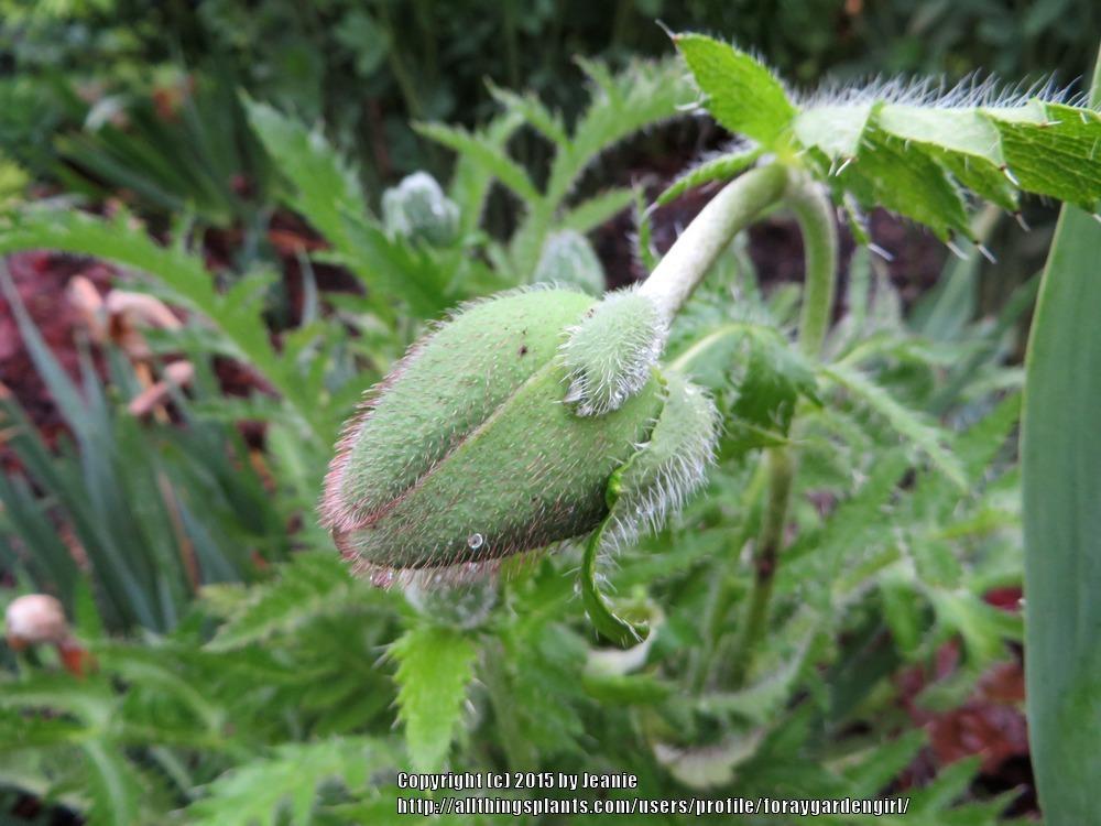 Photo of the closeup of buds, sepals and receptacles of Oriental Poppy ...