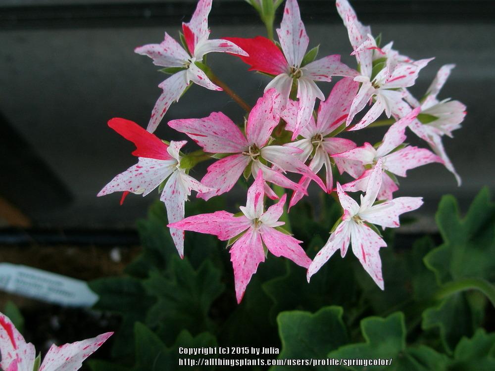 Fish Geranium (Pelargonium x hortorum 'Vectis Glitter') in the ...
