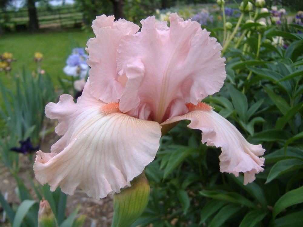 Photo of the bloom of Tall Bearded Iris (Iris 'Fantasy in Pink') posted ...
