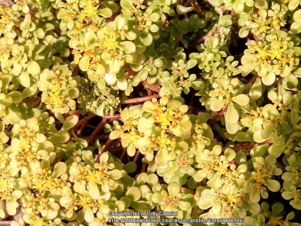 Photo of the bloom of Japanese Woodland Stonecrop (Sedum makinoi 'Ogon ...