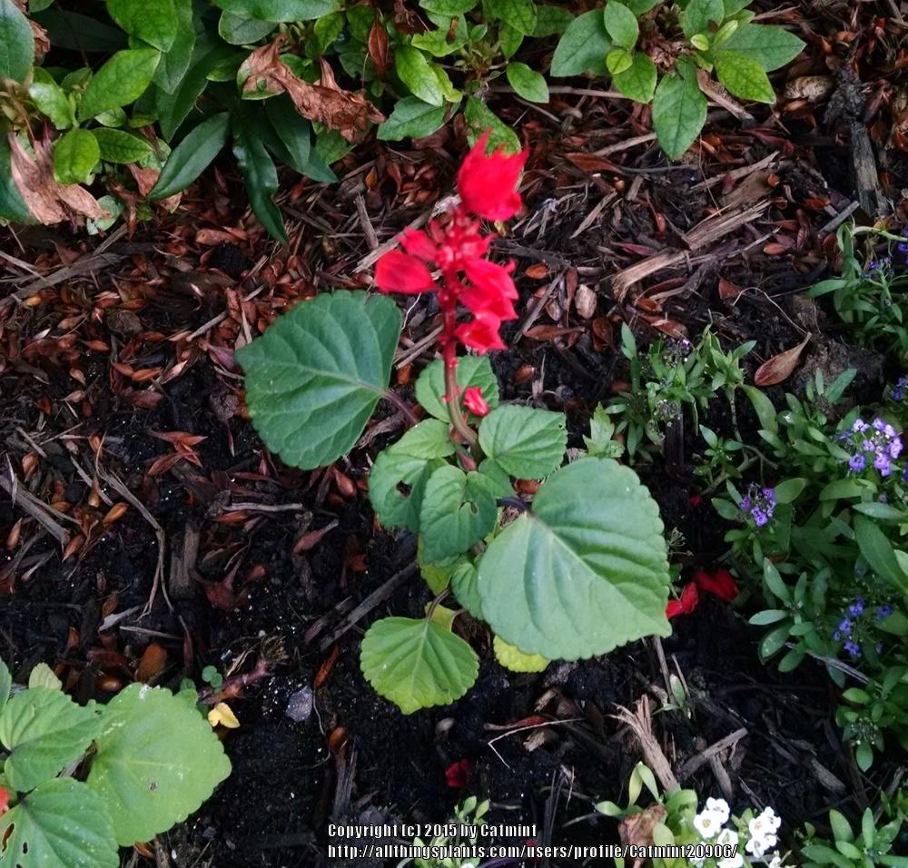 Scarlet Sage (Salvia splendens 'Red Hot Sally') in the Salvias Database ...