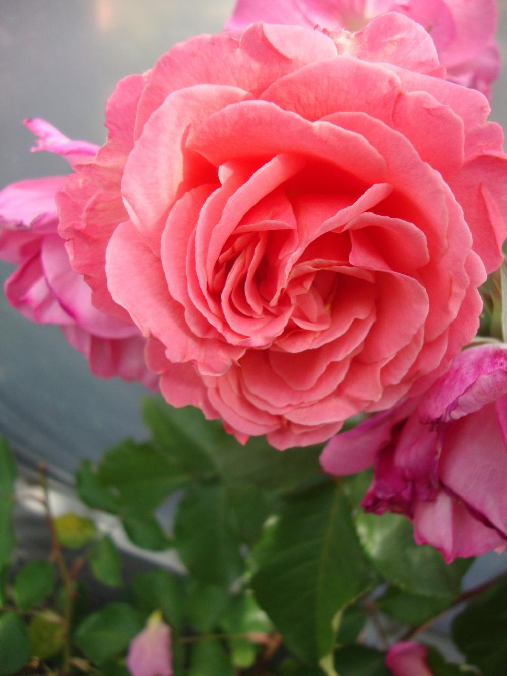 Photo of the bloom of Rose (Rosa 'Kiss Me') posted by Paul2032 - Garden.org