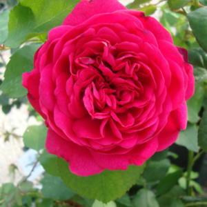 Rose (Rosa 'Heathcliff') in the Roses Database - Garden.org