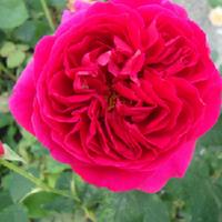 Photo of the bloom of Rose (Rosa 'Heathcliff') posted by Paul2032 ...