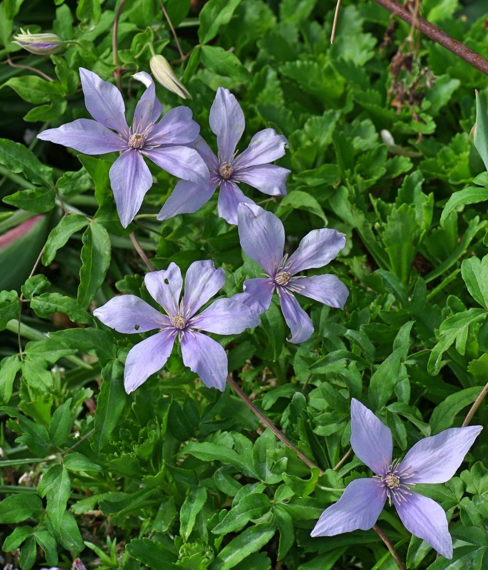 Clematis Sugar-Sweet Blue™ in the Clematis Database - Garden.org
