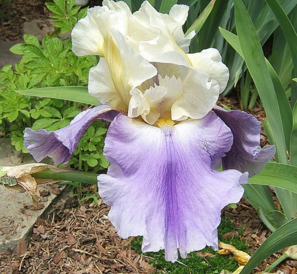 Photo of the bloom of Tall Bearded Iris (Iris 'Mother Earth') posted by ...