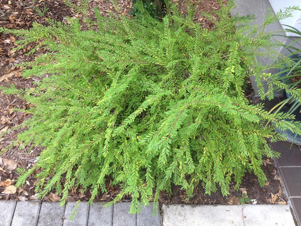 Phyllanthus multiflorus - Garden.org