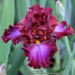 Tall Bearded Iris (Iris 'Ruby Red Dress') in the Irises Database - Garden.org