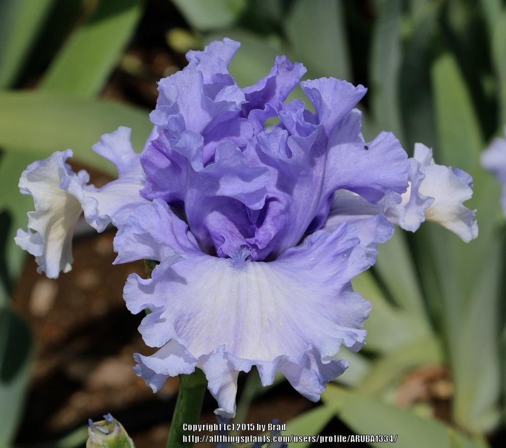 Photo of the bloom of Tall Bearded Iris (Iris 'Blue Hour') posted by ARUBA1334 - Garden.org