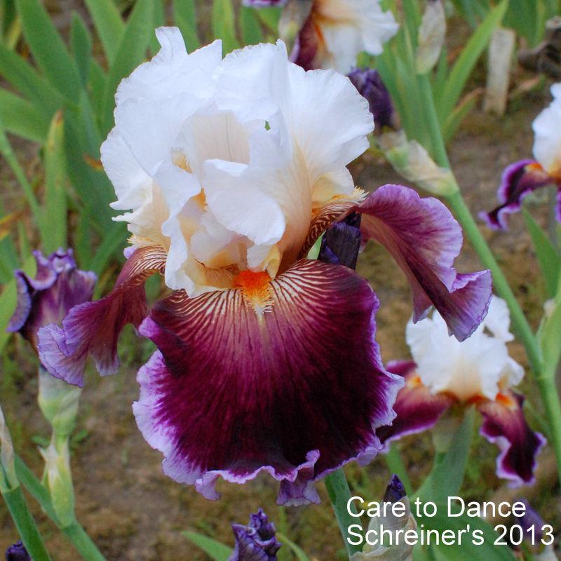 Photo of the bloom of Tall Bearded Iris (Iris 'Care To Dance') posted ...