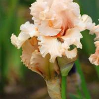 Photo of the bloom of Tall Bearded Iris (Iris 'Coralina') posted by ...