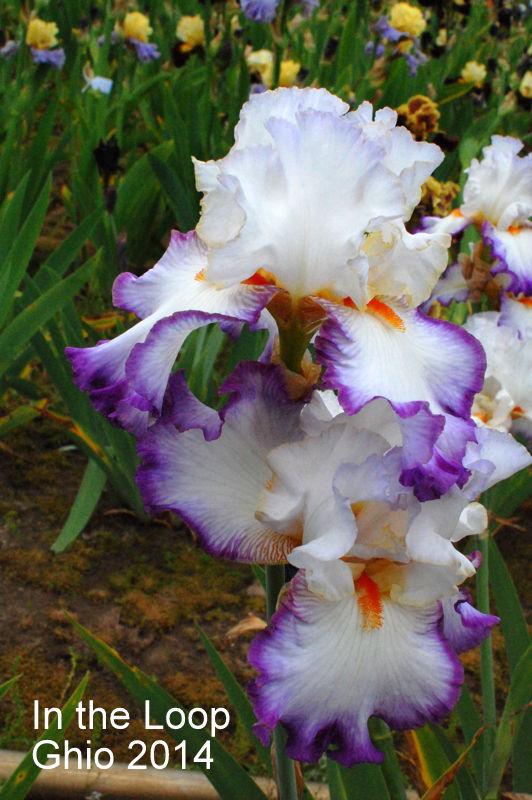 2015 American Iris Society Convention, Portland, Oregon in the Irises ...