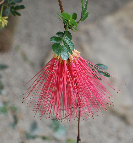 Soldierwood (Calliandra purpurea) - Garden.org