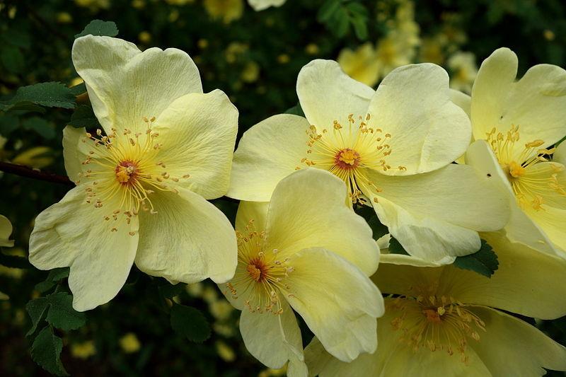 Rose (Rosa xanthina) in the Roses Database - Garden.org