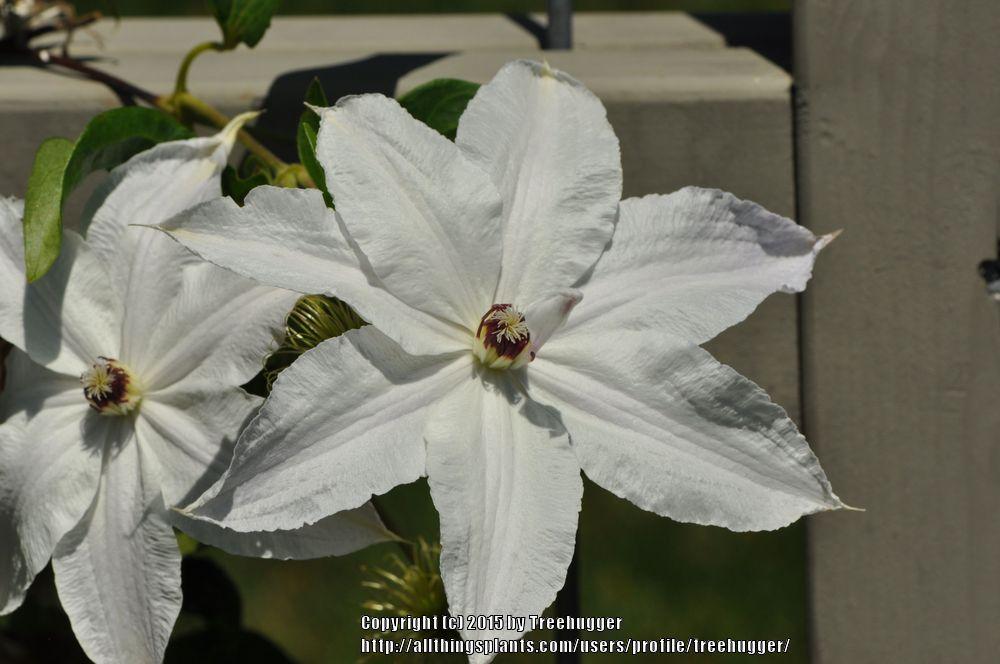 Clematis 'Beautiful Bride' in the Clematis Database - Garden.org