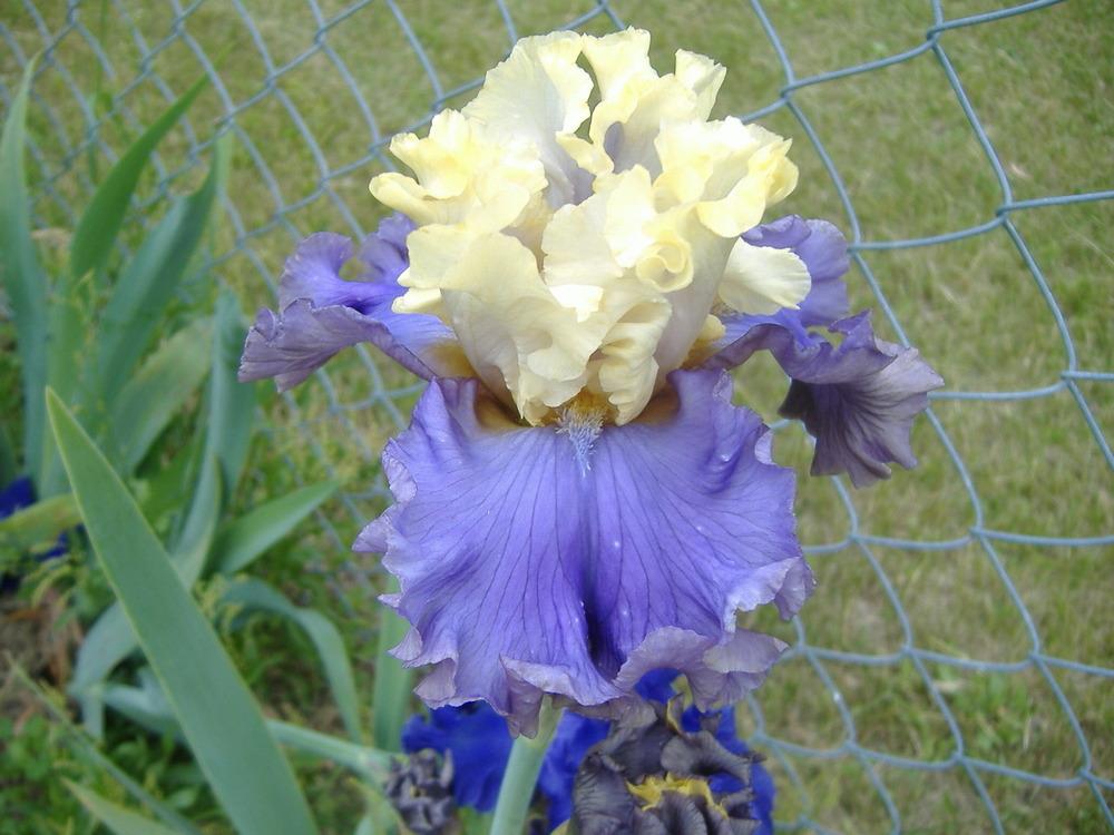 Photo of the bloom of Tall Bearded Iris (Iris 'Dancing Days') posted by ...