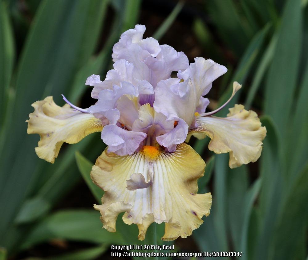 Photo of the bloom of Tall Bearded Iris (Iris 'Angler Fish') posted by ...