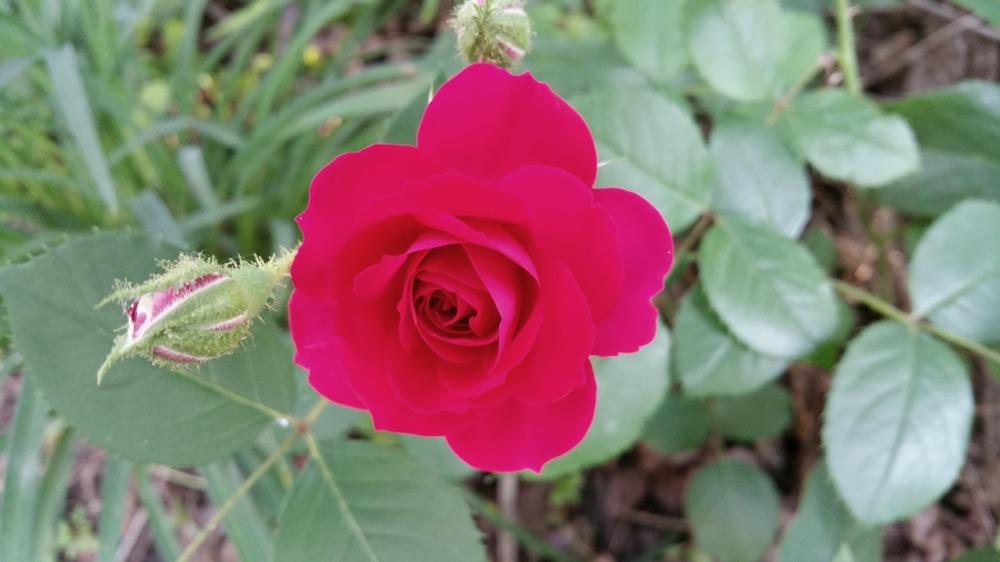 Rose (Rosa 'Danny Boy') in the Roses Database - Garden.org