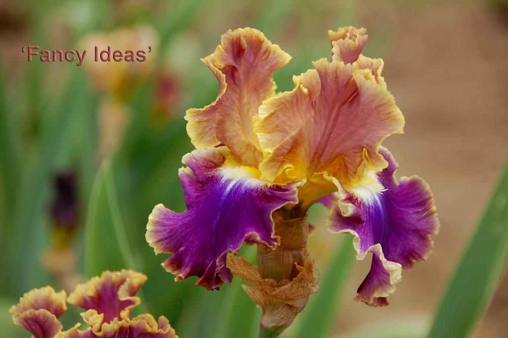Photo of the bloom of Tall Bearded Iris (Iris 'Fancy Ideas') posted by ...
